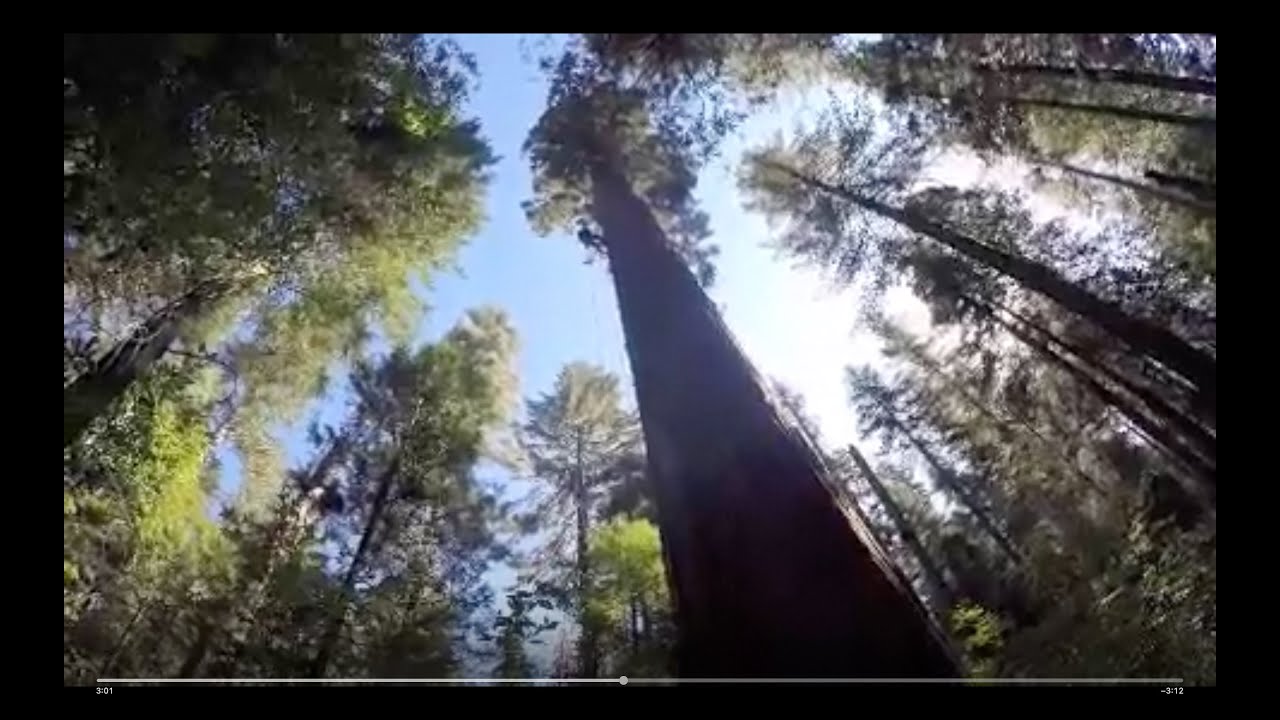 Giant Sequoia Climb 2015 - YouTube