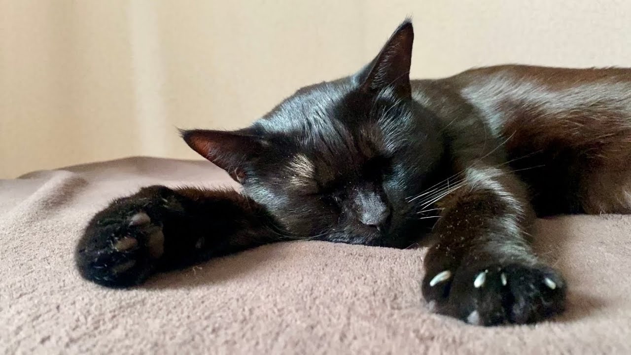 Watch How My Cat Masters the Art of Professional Napping - YouTube