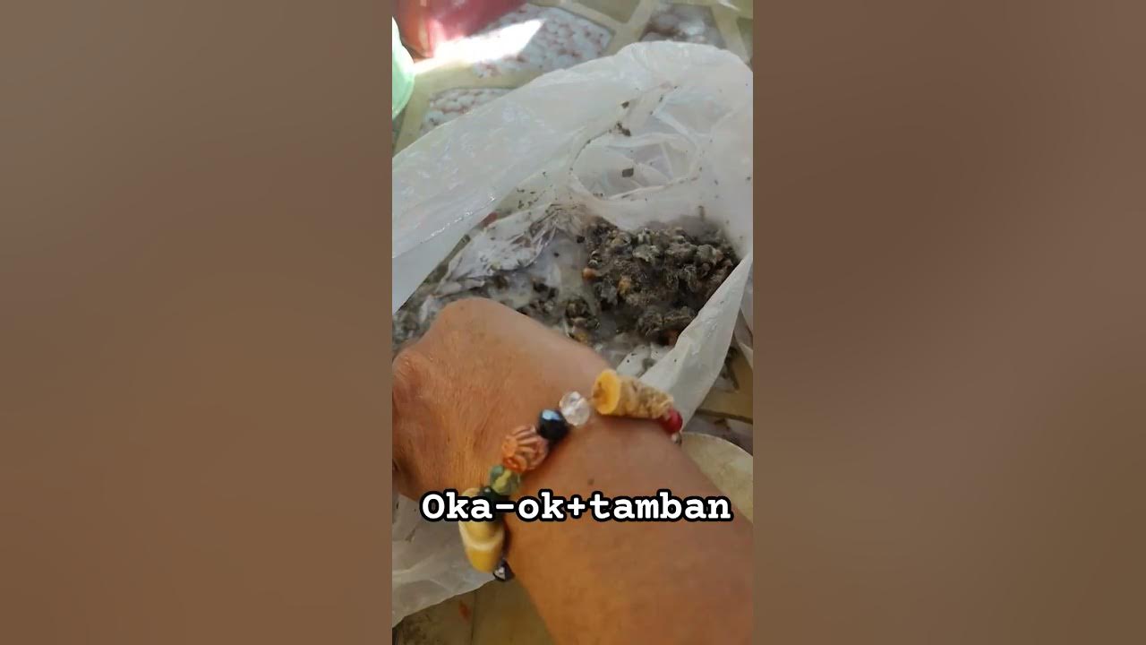 Oka-ok+tamban #fishing #spearfish #seafood #food #spearfishing - YouTube