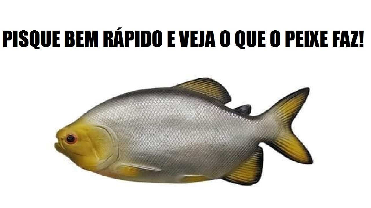 MELHORES MEMES EM IMAGENS - PISQUE E VEJA O QUE O PEIXE FAZ - #8 - YouTube