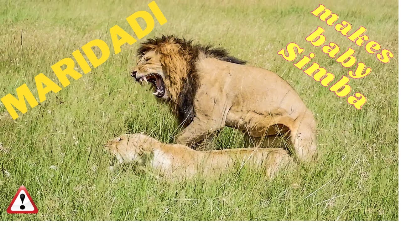 🎬LIONS MATING ~ Maridadi makes baby Simba ~ oh that rumble😮 - YouTube