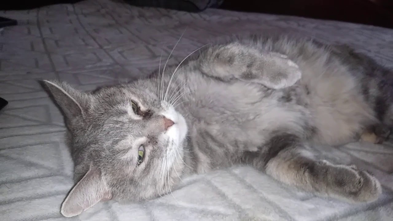 Cat in good mood - YouTube