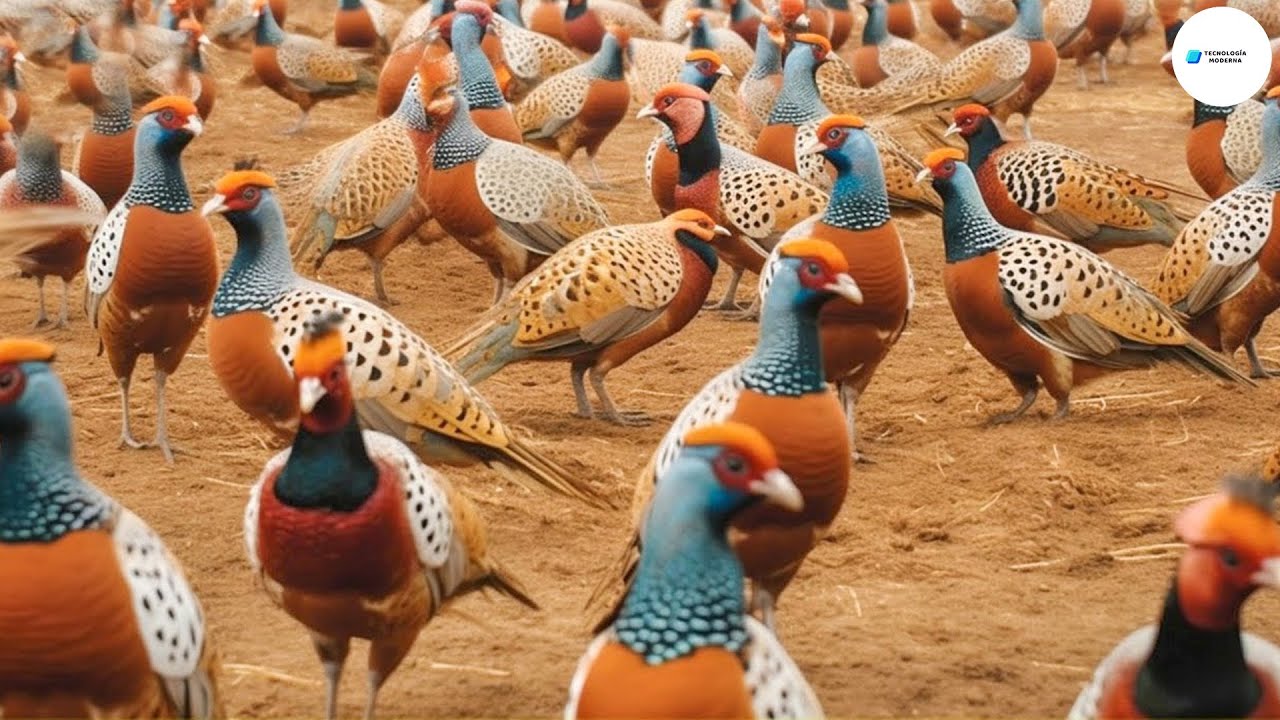 Cómo Los Agricultores Maise Millones De Faisanes - Granja De Faisanes ...