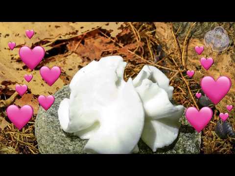 Isopods Eat Whipped Cream