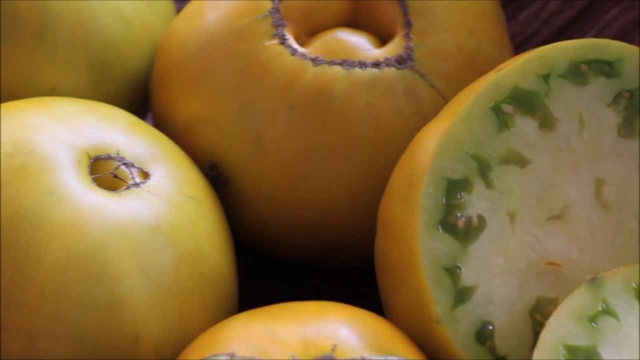 moya verte - YouTube