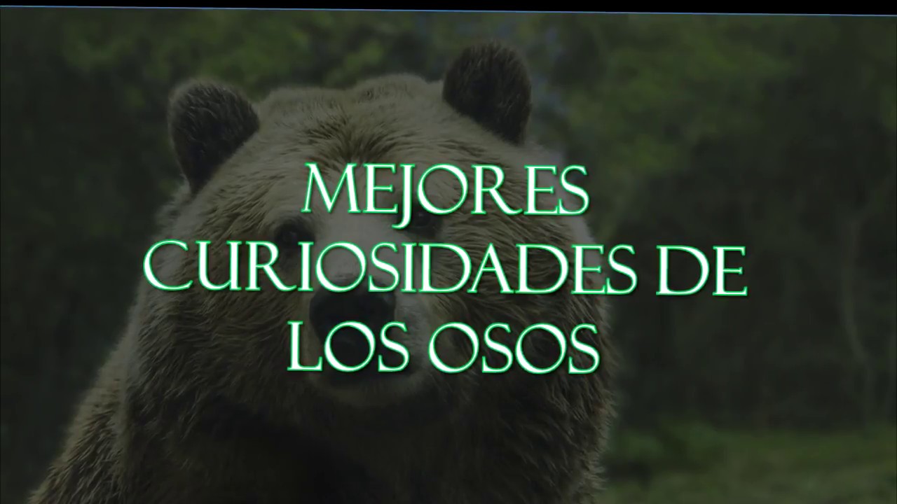 Mejores Curiosidades de osos - YouTube