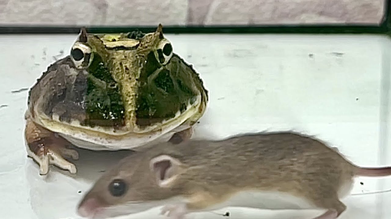 WARNING LIVE FEEDING!! Mice are very nutritious, but be careful not to ...