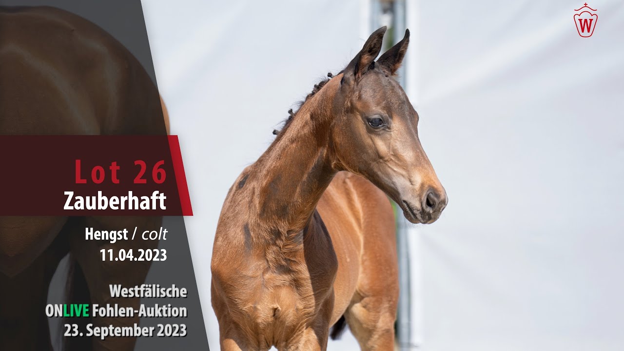 ONLIVE Fohlen-Auktion Lot 26 Zauberhaft Hengst v. Zauberlehrling PS - Foundation - YouTube