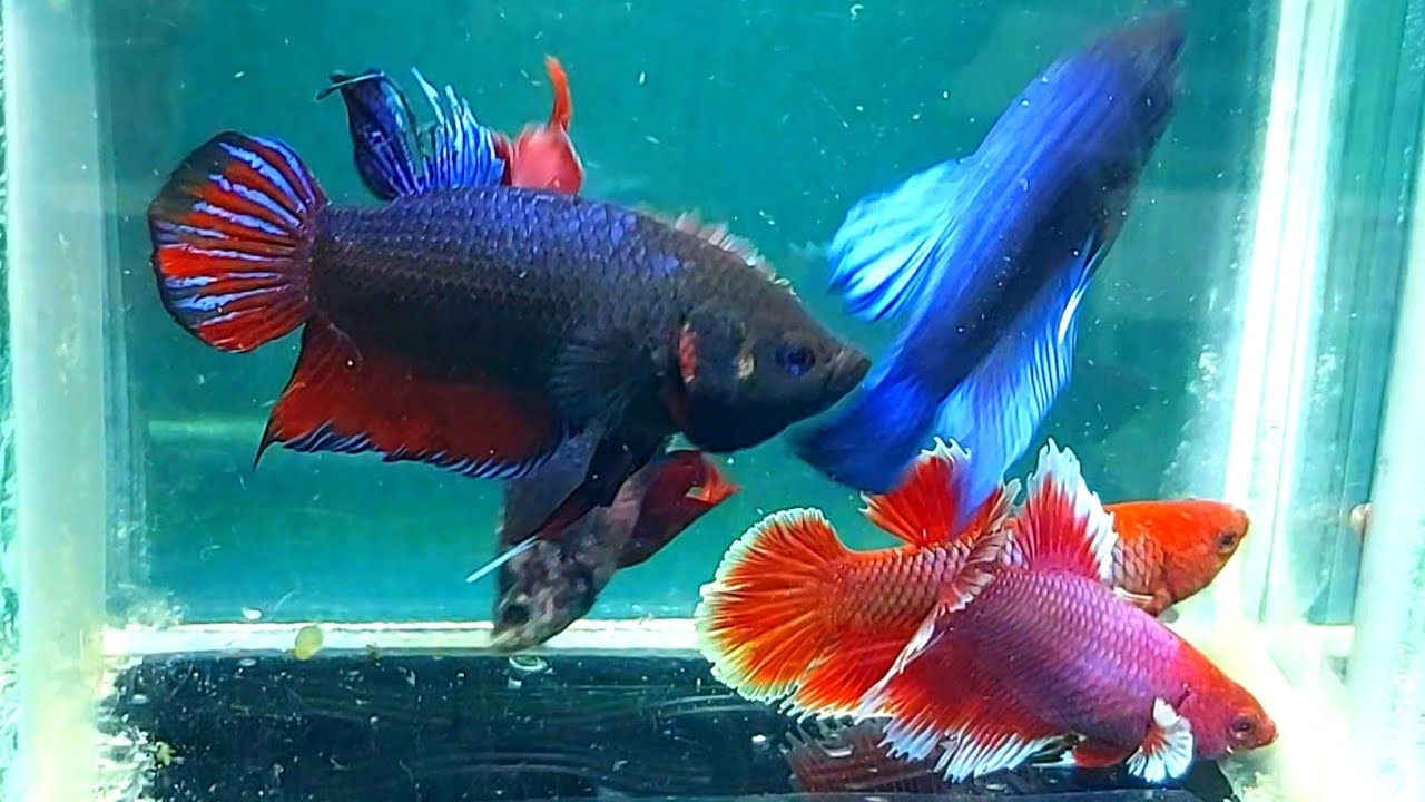 beli ikan cupang bagan blue di tokopedia,ikan laga,adu ikan cupang ...