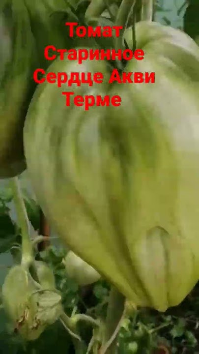 томат Старинное Сердце Акви Терме! Всем советую! - YouTube