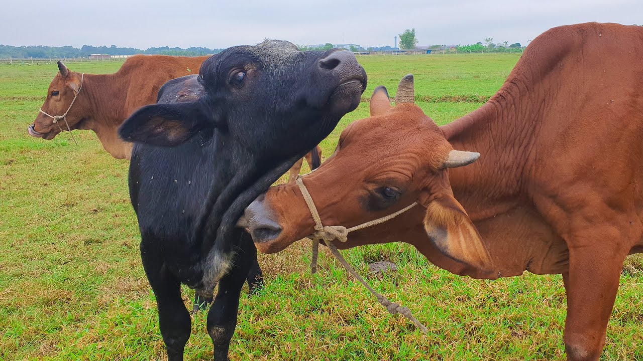 Cows Licking | Lembu Dan Sapi Berpetualang | Cow Video - YouTube