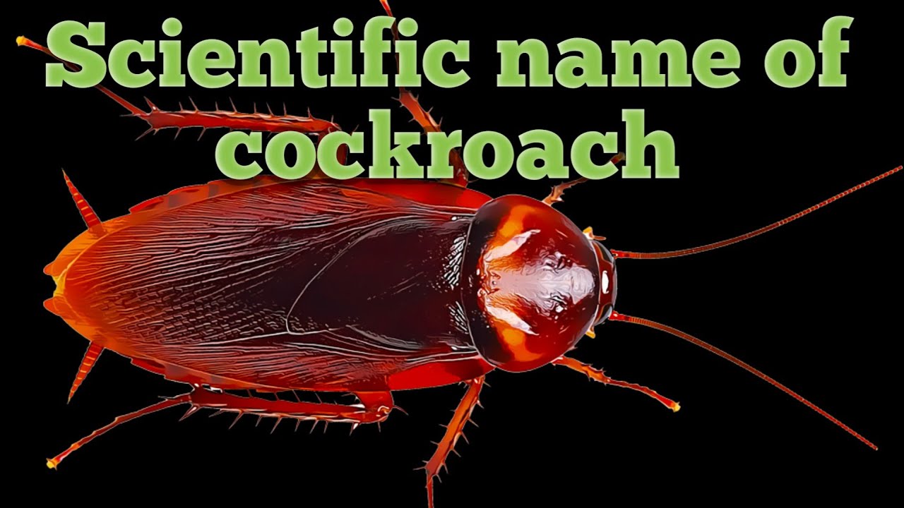 कॉकरोच (तिलचट्टा) का जंतु वैज्ञानिक नाम या वैज्ञानिक नाम Zoological ...