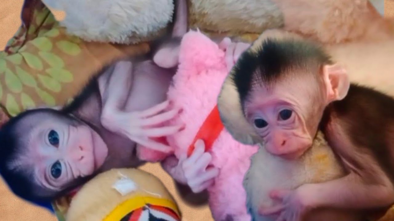 baby monkey plays with cute toys.. and falls asleep - YouTube