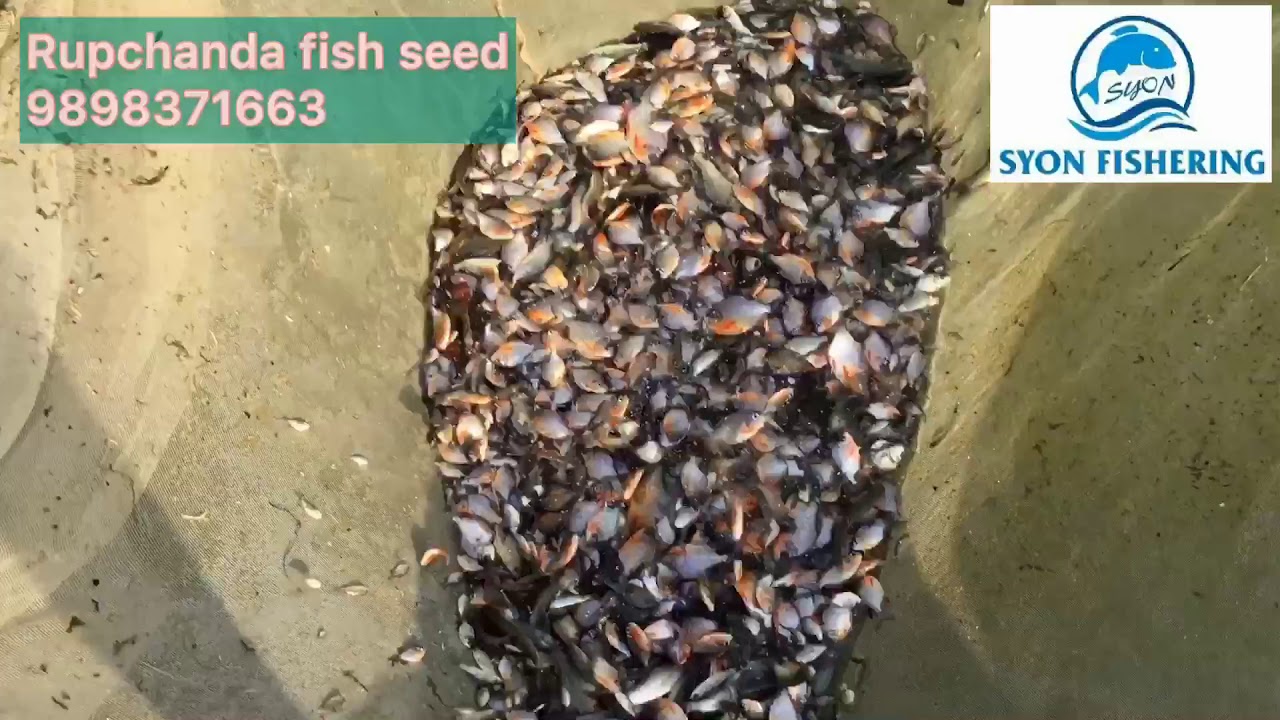 #Rupchanda_fish seed_big size 9898371663 - YouTube