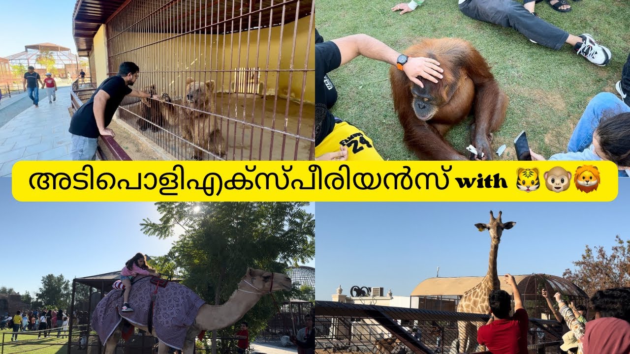 Umm Al Quwain wild life park| Zoo| UAE |Amazing place for kids and ...