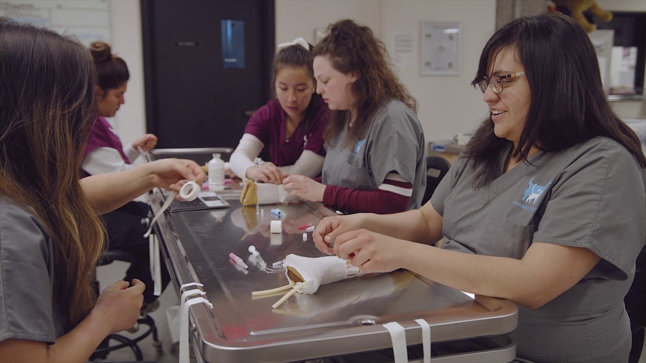 Mimi Zhang, Vet Tech Student - YouTube