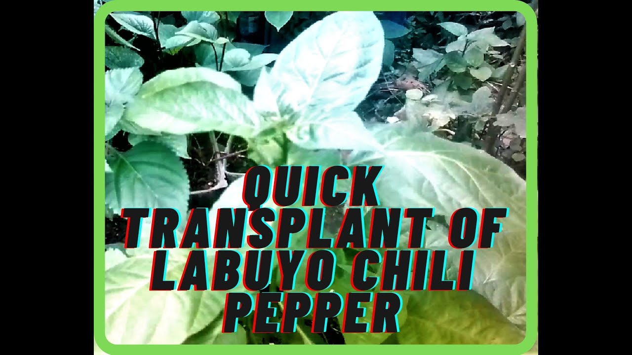 Native Pepper - Transplanting Large Labuyo Pepper Plant [2021] - YouTube