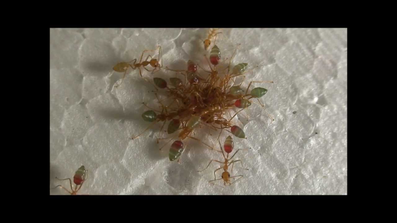 Weaver ant´s social stomach (fast motion x8) - YouTube