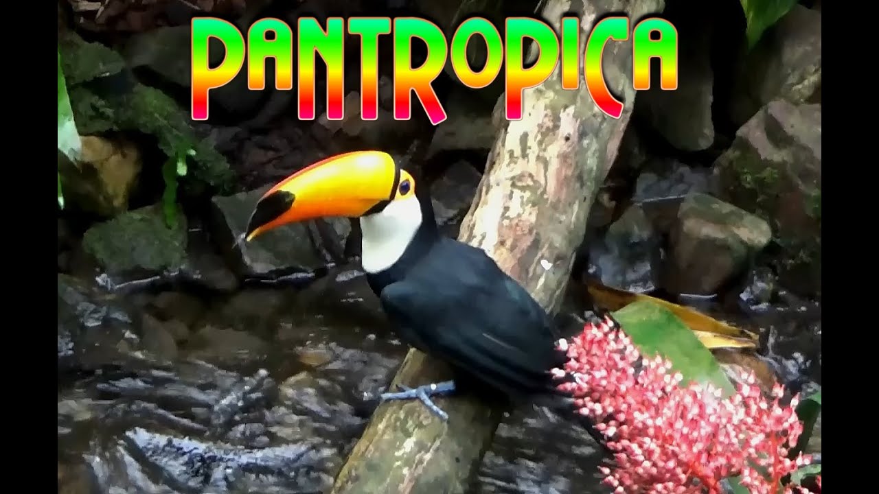 Pantropica Luttelgeest Netherlands - YouTube