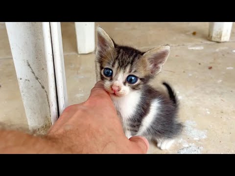 Yalnız Minik Yavru Kedi 🐱💔 Beni Her Gün Umutla Bekliyor 🌟❤️