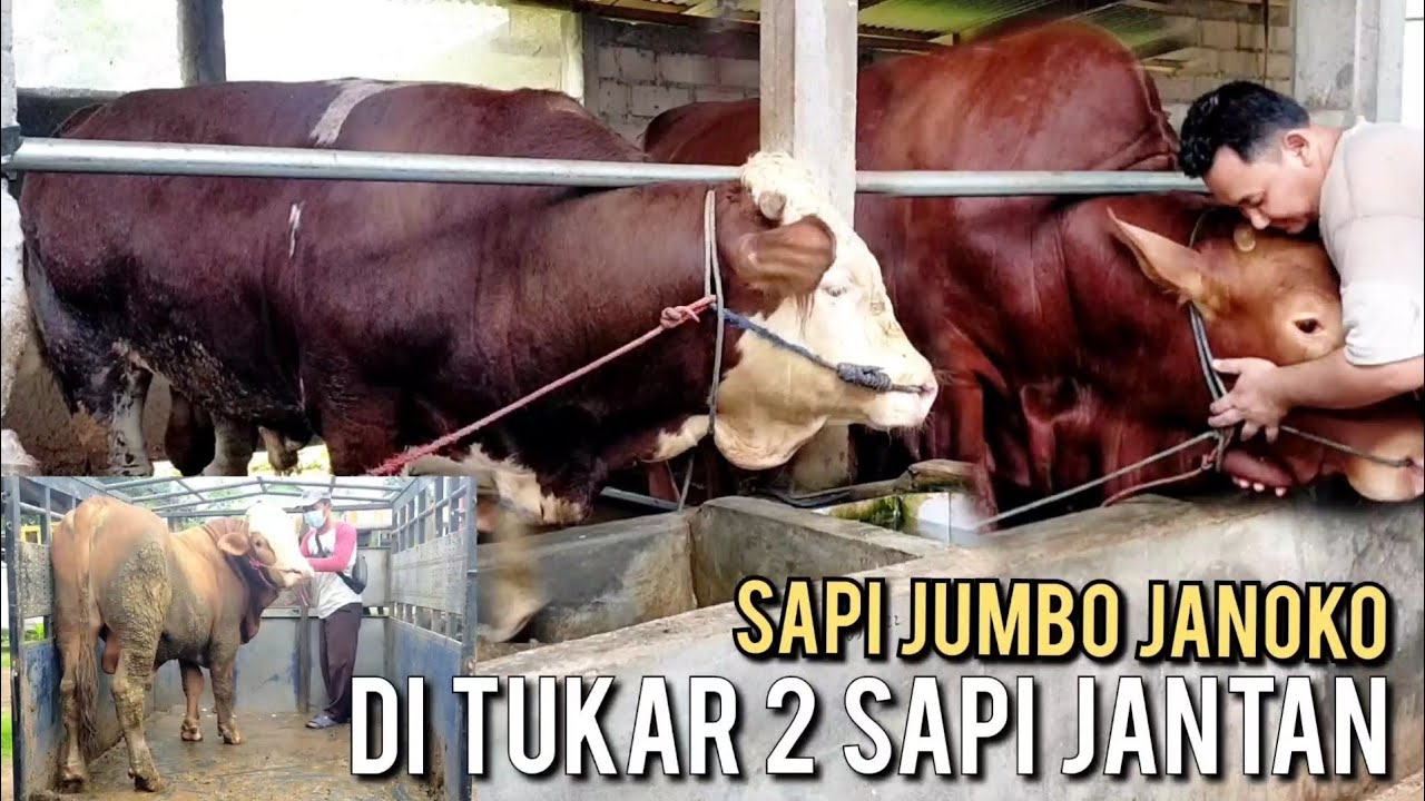 Sapi Jumbo Janoko Di Tukar 2 Ekor Sapi jantan - YouTube