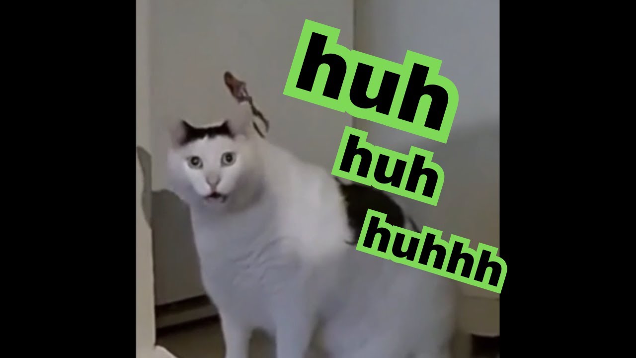 cat saying huh original video - YouTube