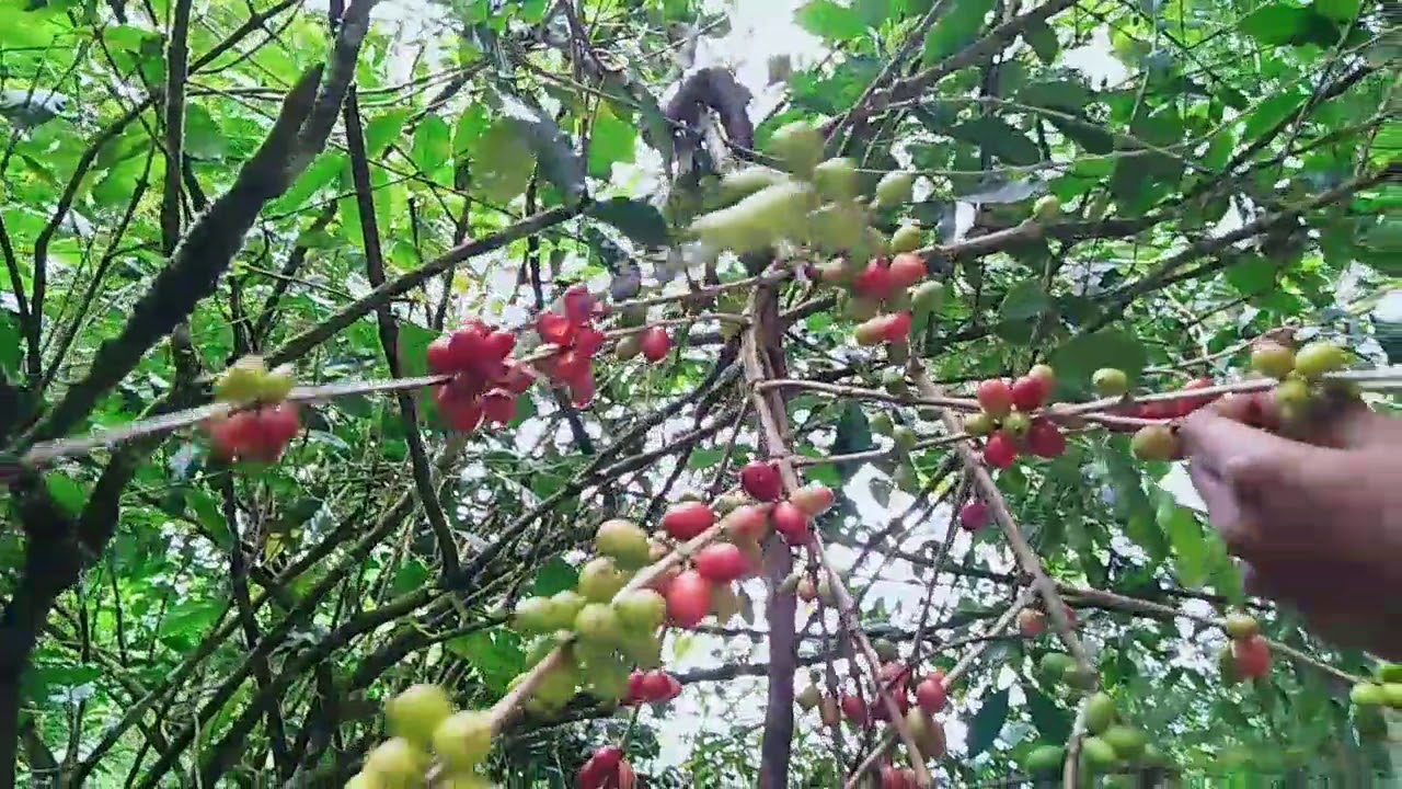 Ermera Coffee...Timor-Leste - YouTube