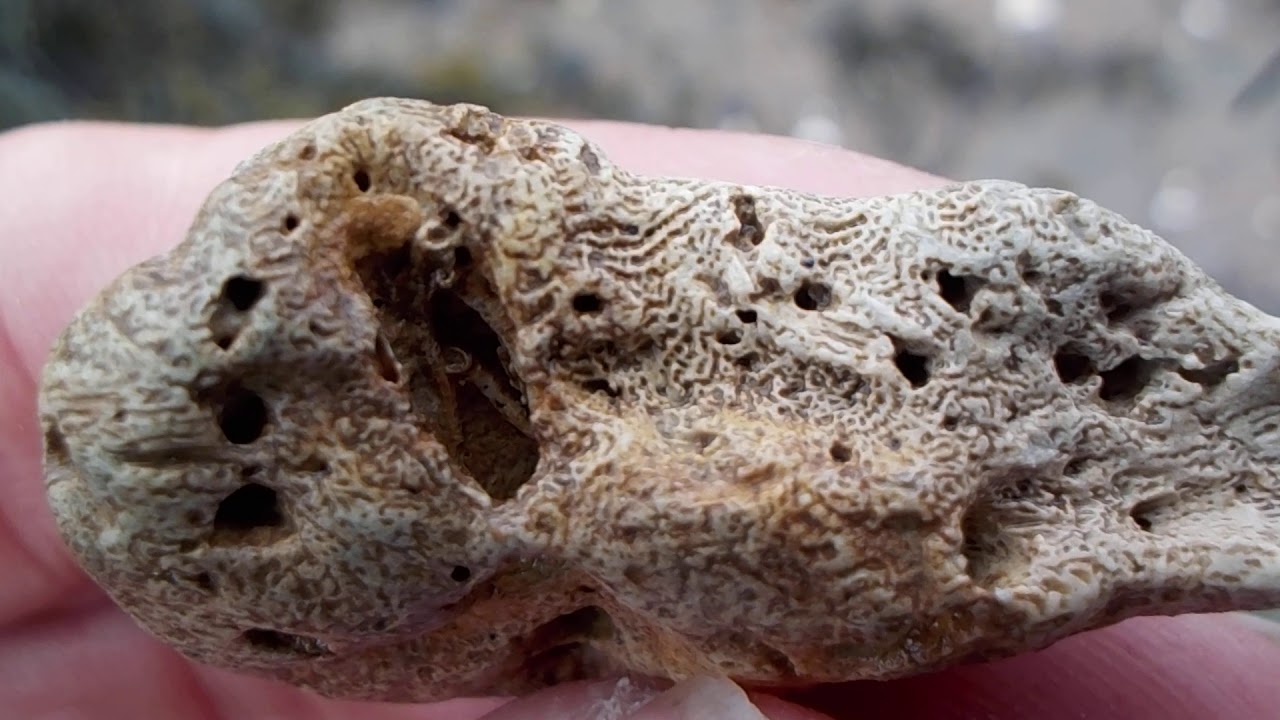 fossil sponge Ordovician or Precambrian Period/ Shout ut for channel ...