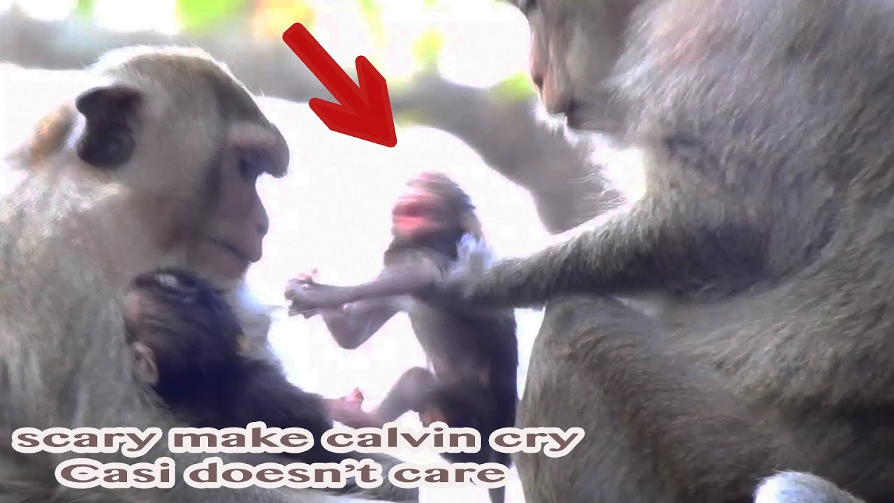 Heartbreak!Calvin screaming louder coz of aunty Scary drag her up ...