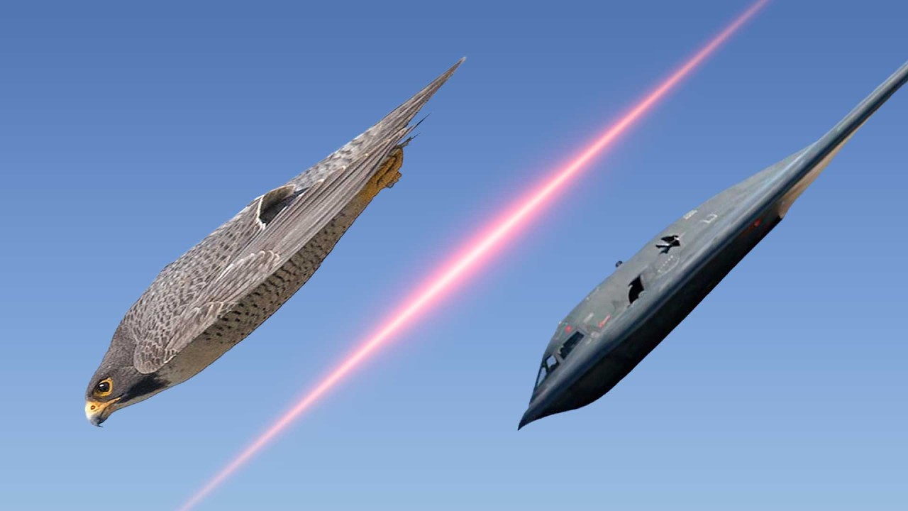 Peregrine Falcon VS Fighter Jet - YouTube