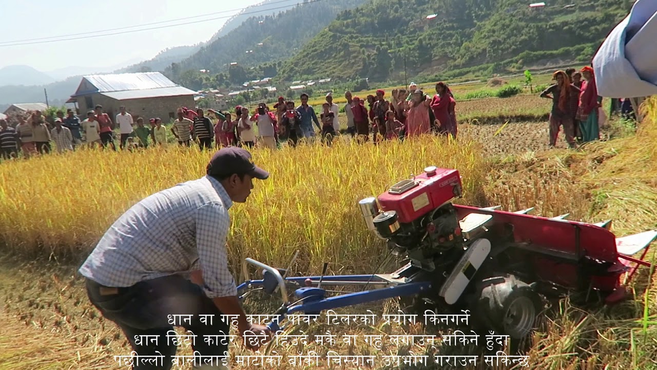 Manual Rice harvesting Vs Reaper - YouTube