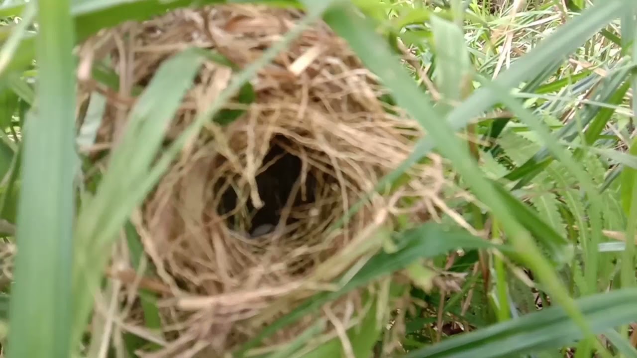 May pugad nang ibon akong naketa guys ️ ️ - YouTube