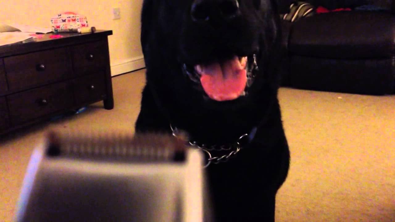 Diesel Dog - YouTube