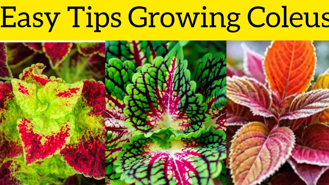 How to Grow Coleus From Cutting Easy way Tips For Growing Coleus Plant ...