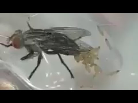 Flies Giving Birth First Time Catch On Camera New 2023 || # ...