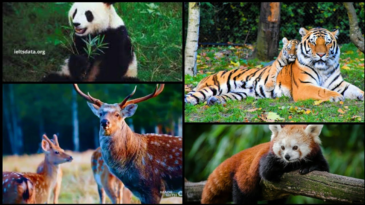 Wildlife Nature. "The animals of the world exist for their own reasons ...