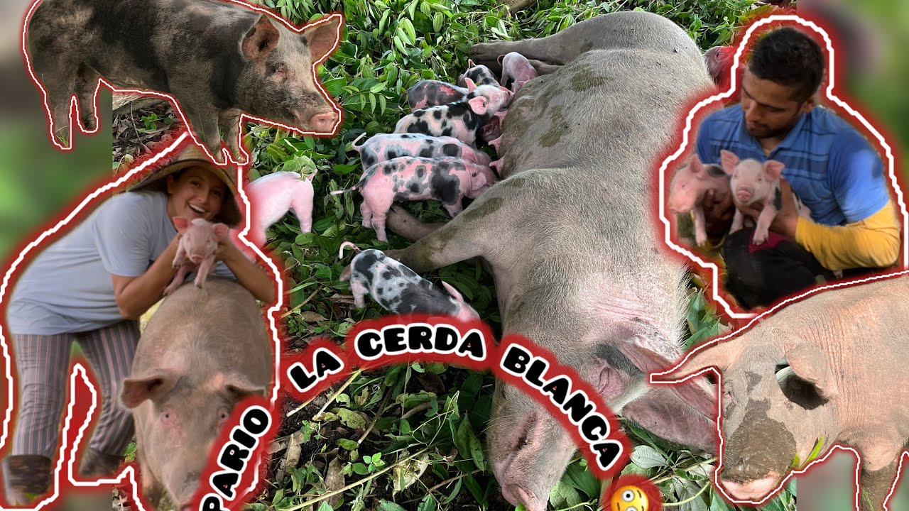 Como entrar una cerda recién parida que pare en el monte 😳👍 - YouTube
