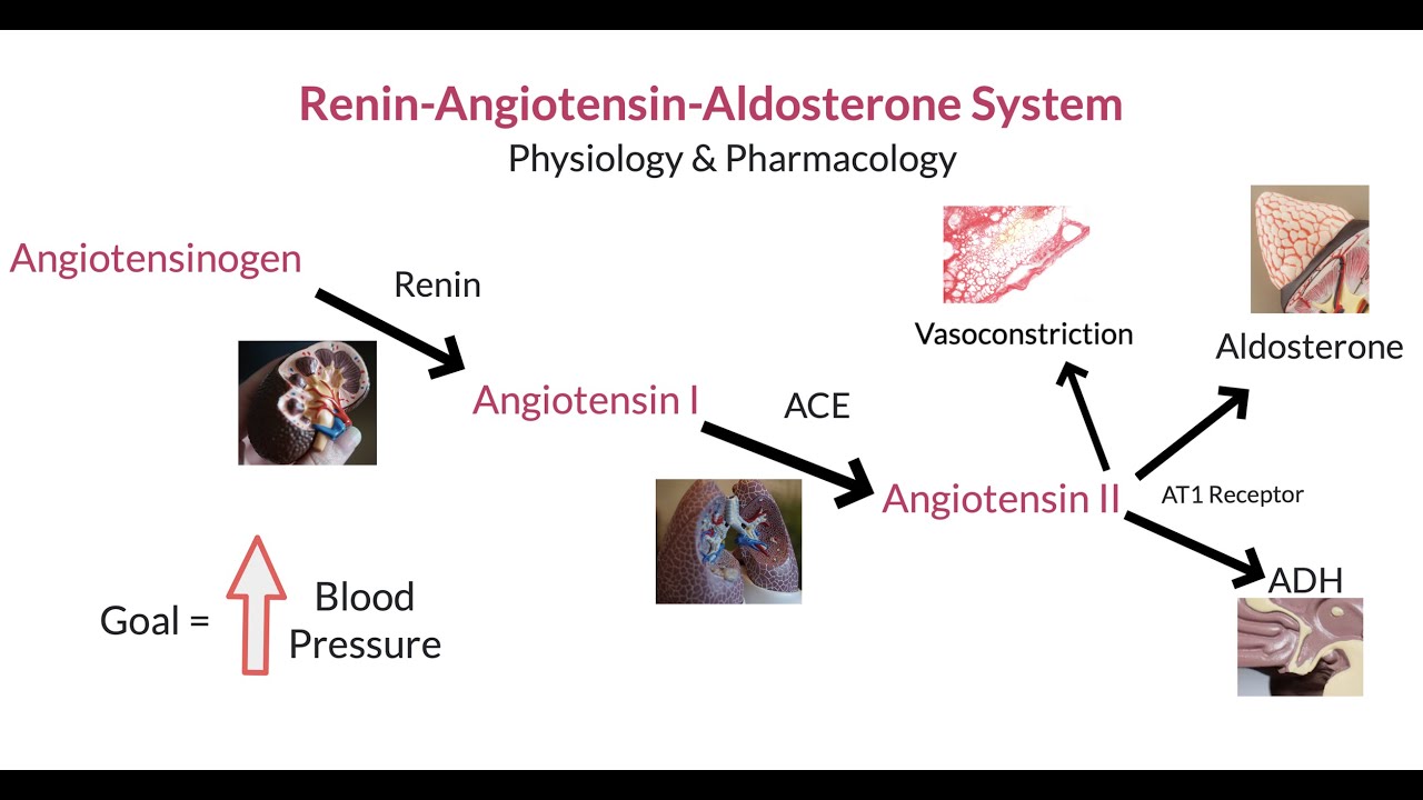Renin Angiotensin Aldosterone System (RAAS) | Renal Physiology ...