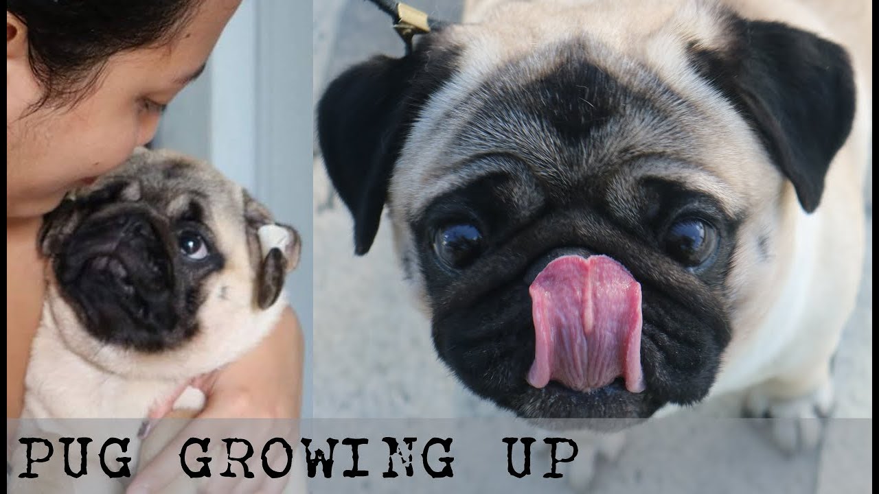 PUG GROWING UP | PUG PUPPY TRANSFORMATION FROM 4 TO 45 MONTHS - YouTube