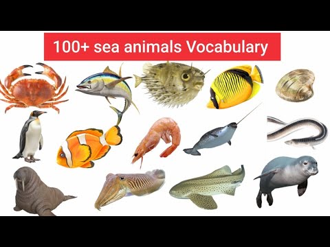 sea animal name vocabulary| 100+ sae animal name|water animal name ...