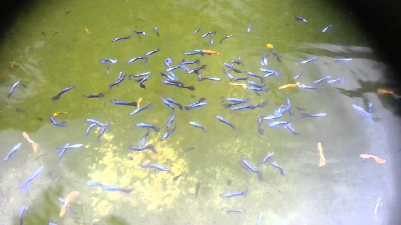 Fancy Male Guppies in Miami - YouTube