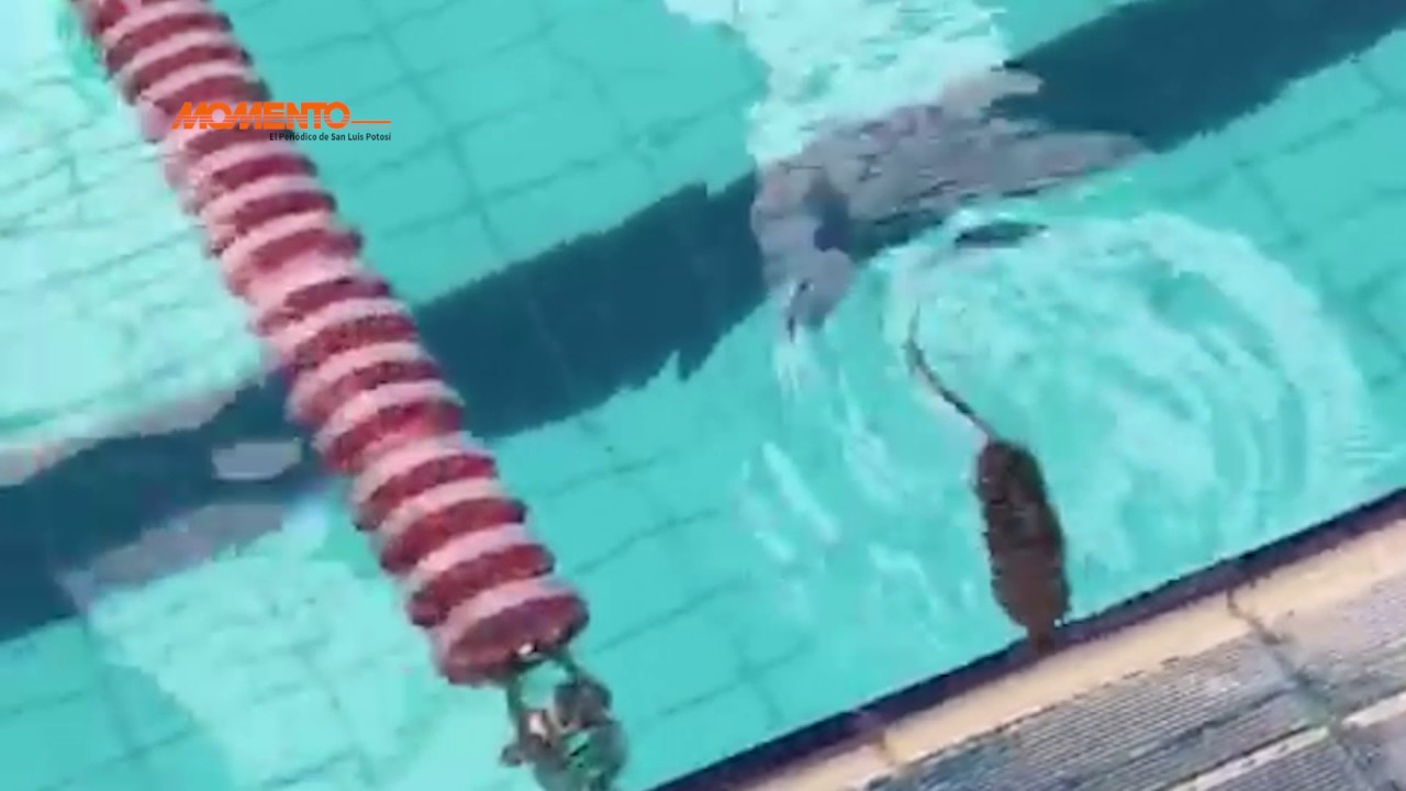 Encuentran rata “nadando” en una alberca - YouTube