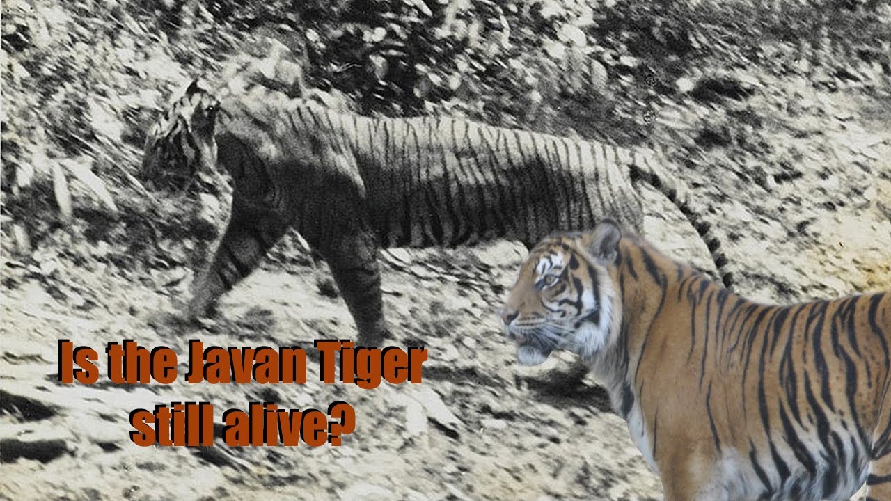 The Javan Tiger Cold Case - YouTube
