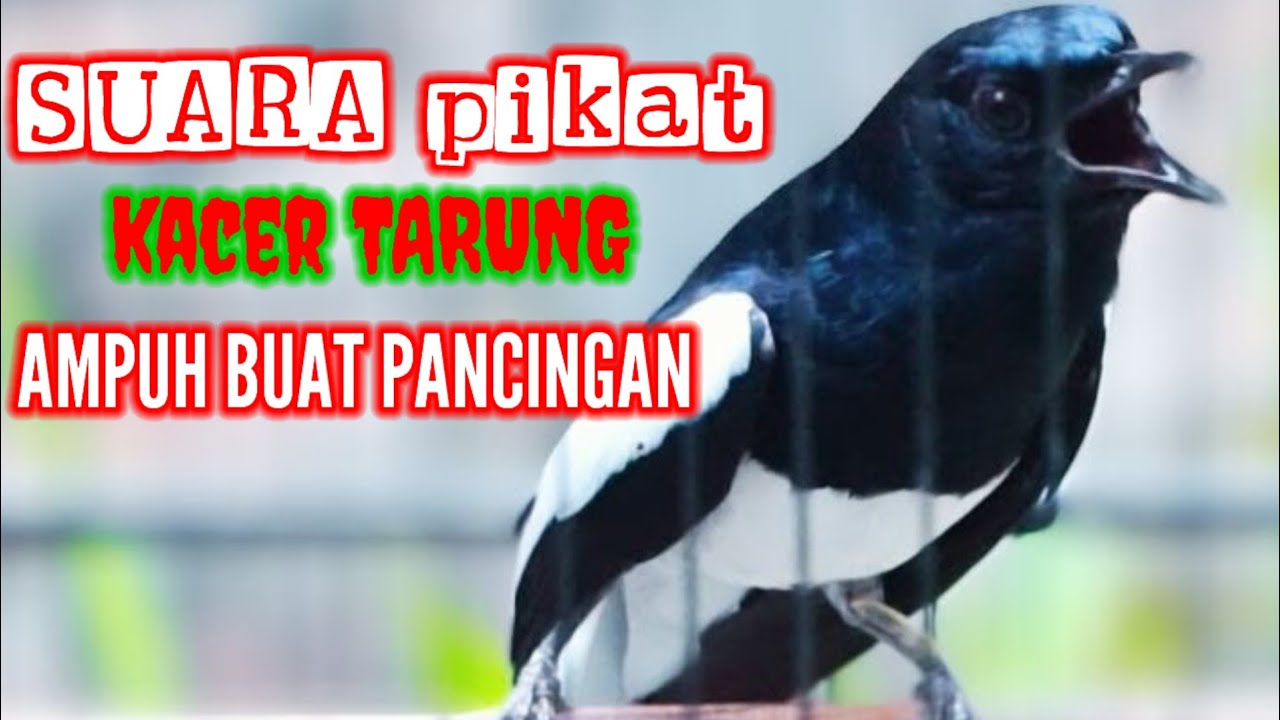 SUARA PIKAT KACER TARUNG AMPUH BUAT PANCINGAN HARIAN - YouTube