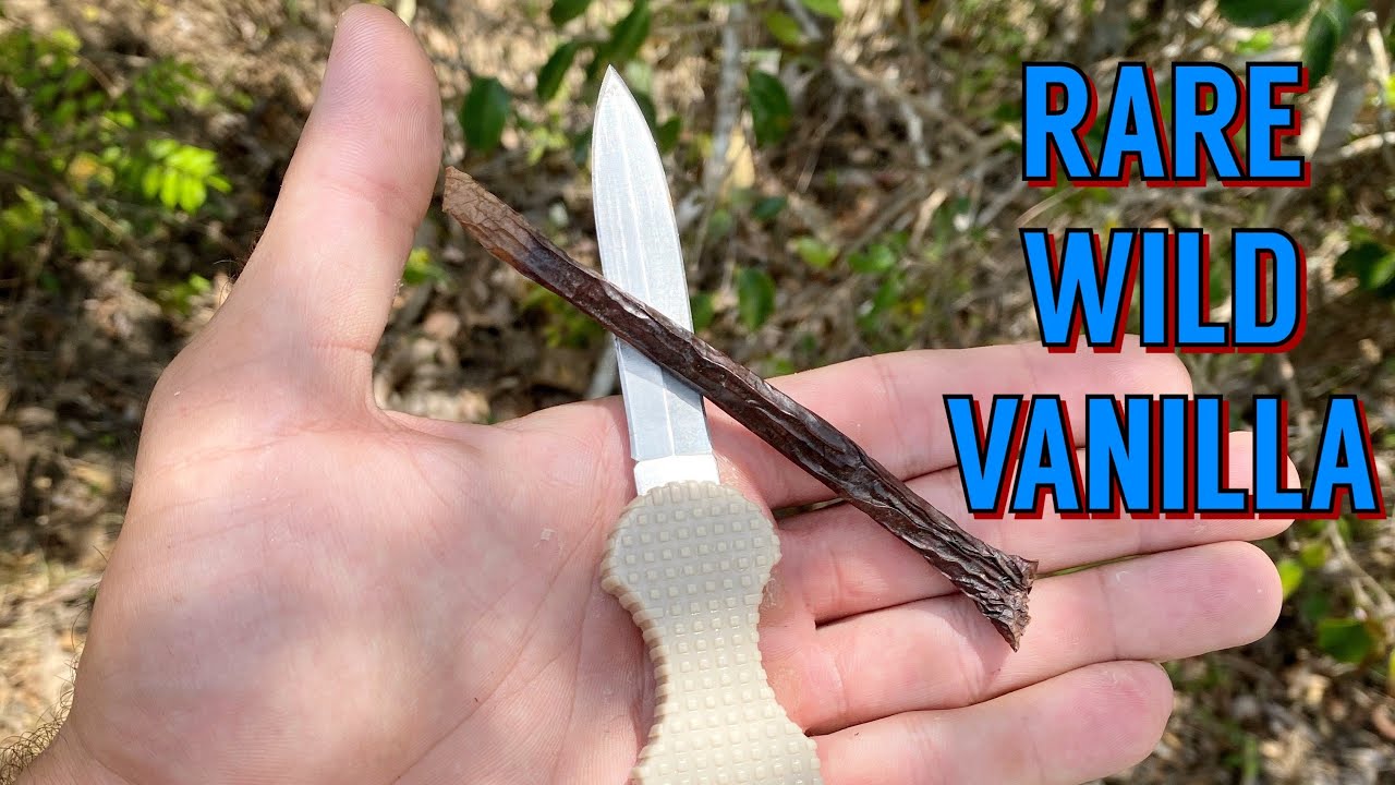 Discovering Wild Vanilla in Honduras - YouTube