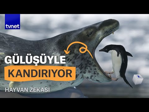 Leopar fokları avlarını nasıl manipüle ediyor?