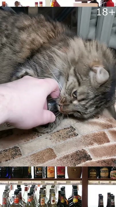 Кот-жадина #shortsyoutube #кот #shorts - YouTube