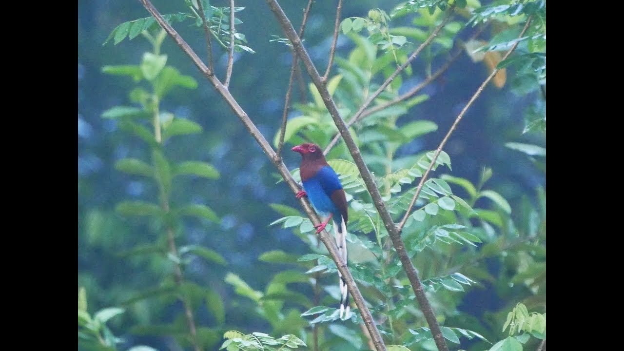 Birds of Sinharaja Forest, Sri Lanka - YouTube