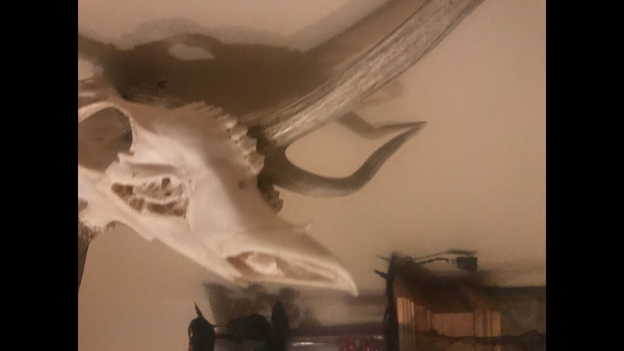 I Killed A Vampire Buck | Desert Tech - YouTube