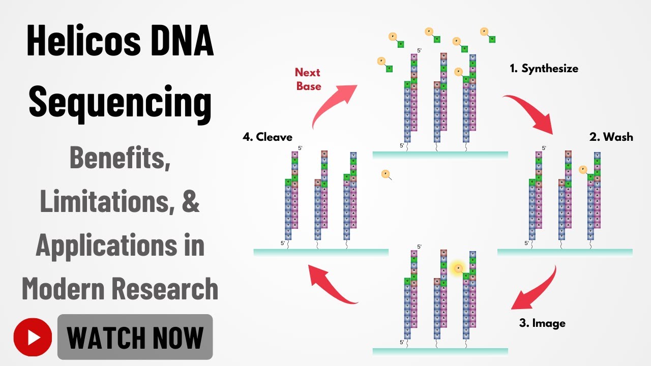 Helicos Sequencing: Steps, Advantages & Applications | DNA Sequencing ...
